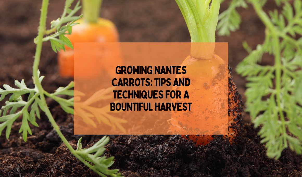 Growing Nantes Carrots: Tips And Techniques For A Bountiful Harvest ...