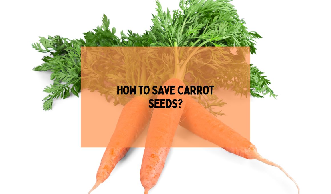 How To Save Carrot Seeds? - Happiness Carrot