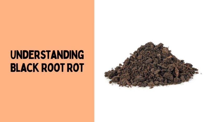 Carrot Black Root Rot: Symptoms, Causes, and Prevention Methods ...
