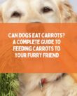 Difference Between Red Carrots and Orange Carrots - Happiness Carrot